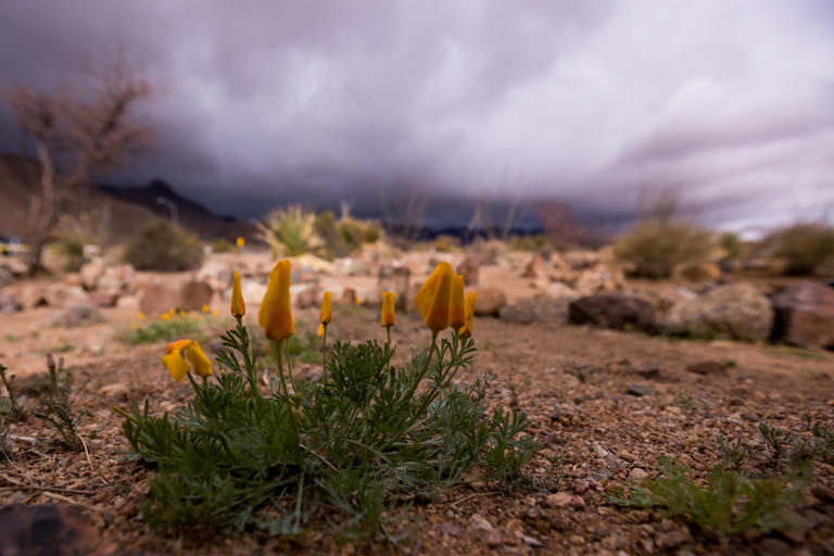 Poppies Fest aims to protect gold poppies at El Paso Museum of Archaeology