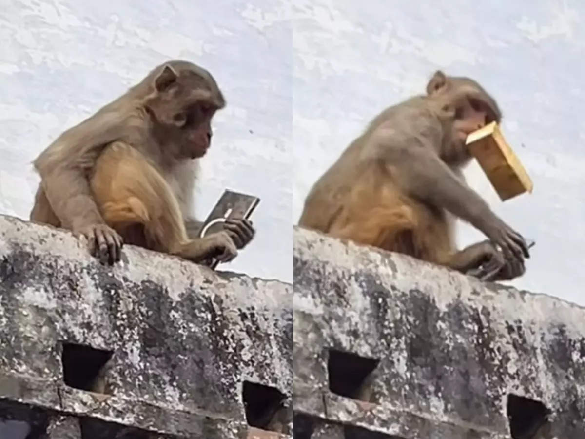 Monkey steals Samsung S25 Ultra, returns it only for a pack of mango ...