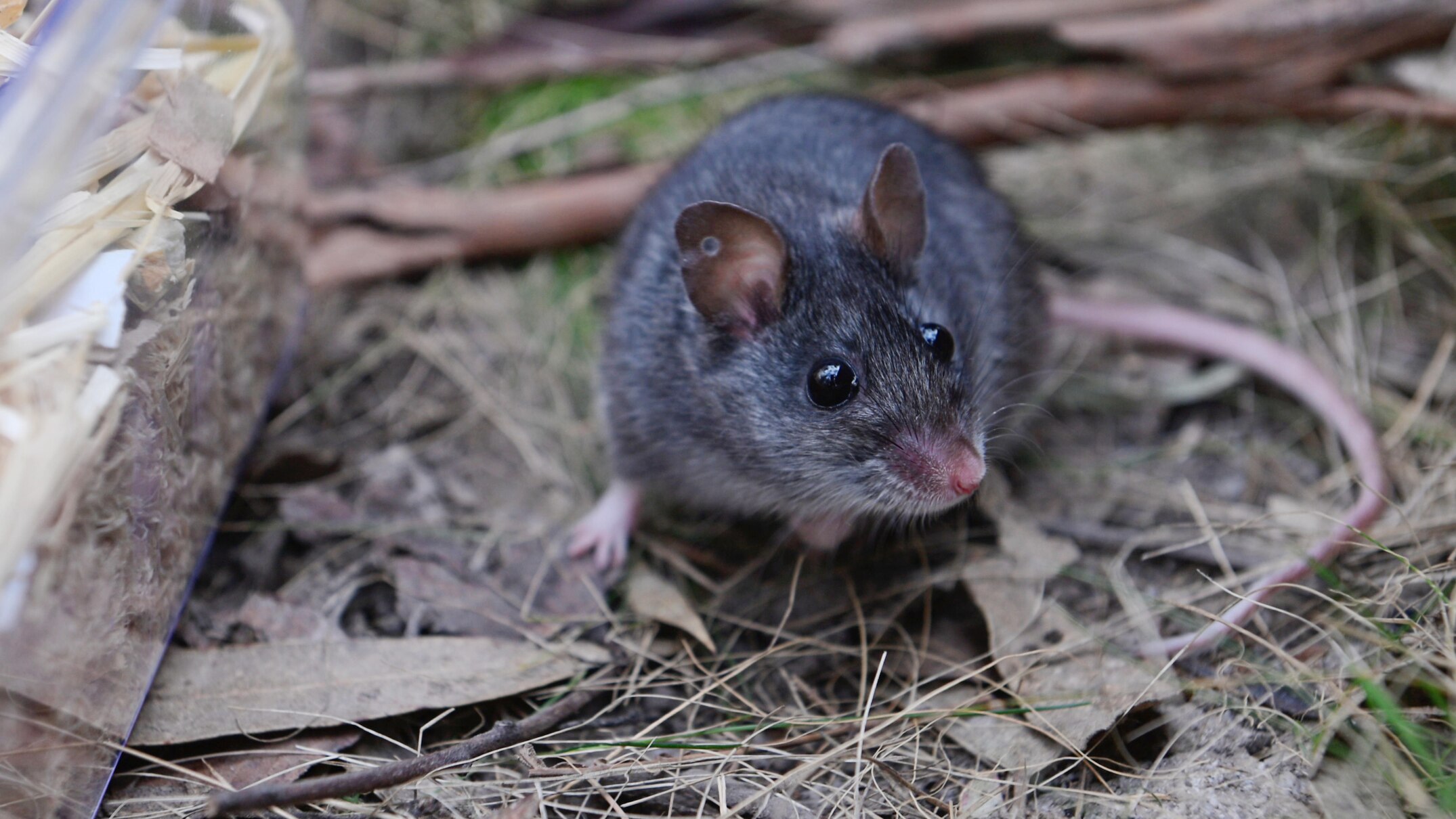 Smoky mouse translocation program helps population grow in southern NSW