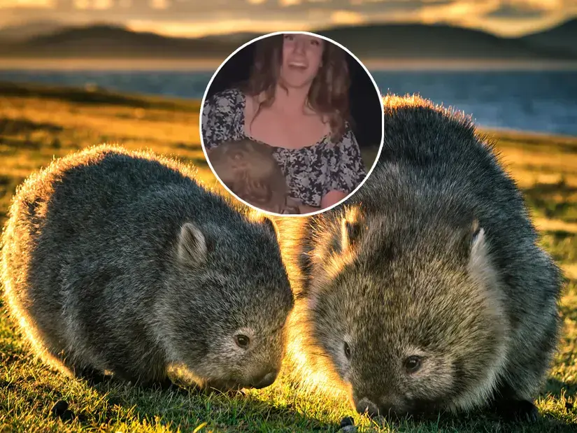 Influencer Sam Jones Who Snatched Baby Wombat From Its Mother ...