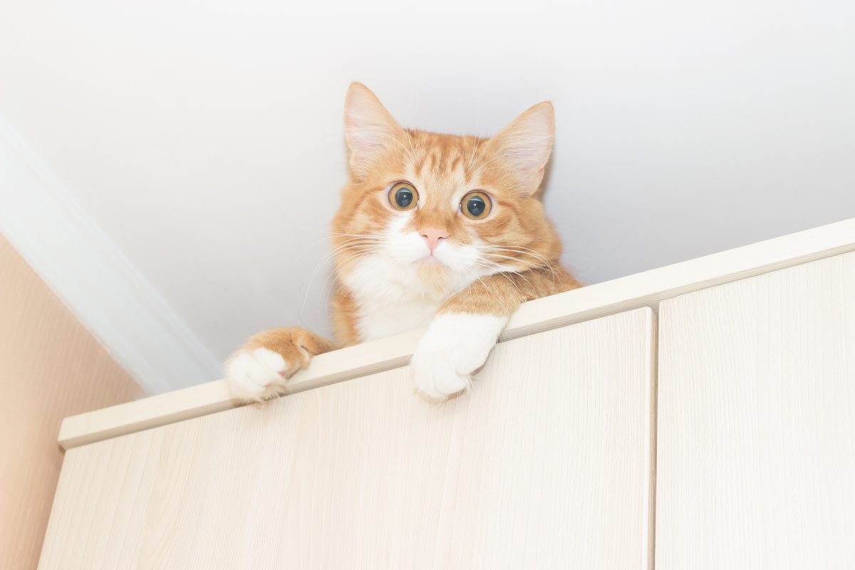 Orange Cat Finds Perfect Hiding Spot and It's Too Cute to Resist