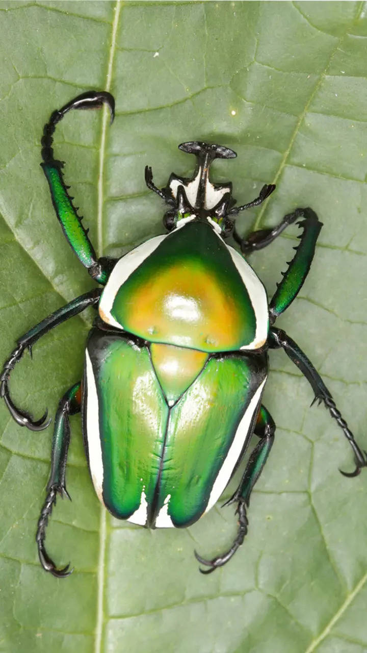10 insects with the most artistic patterns
