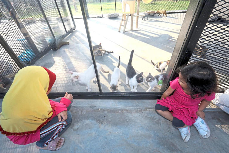 MBDK hopes to boost cat adoptions at its shelter with dedicated website