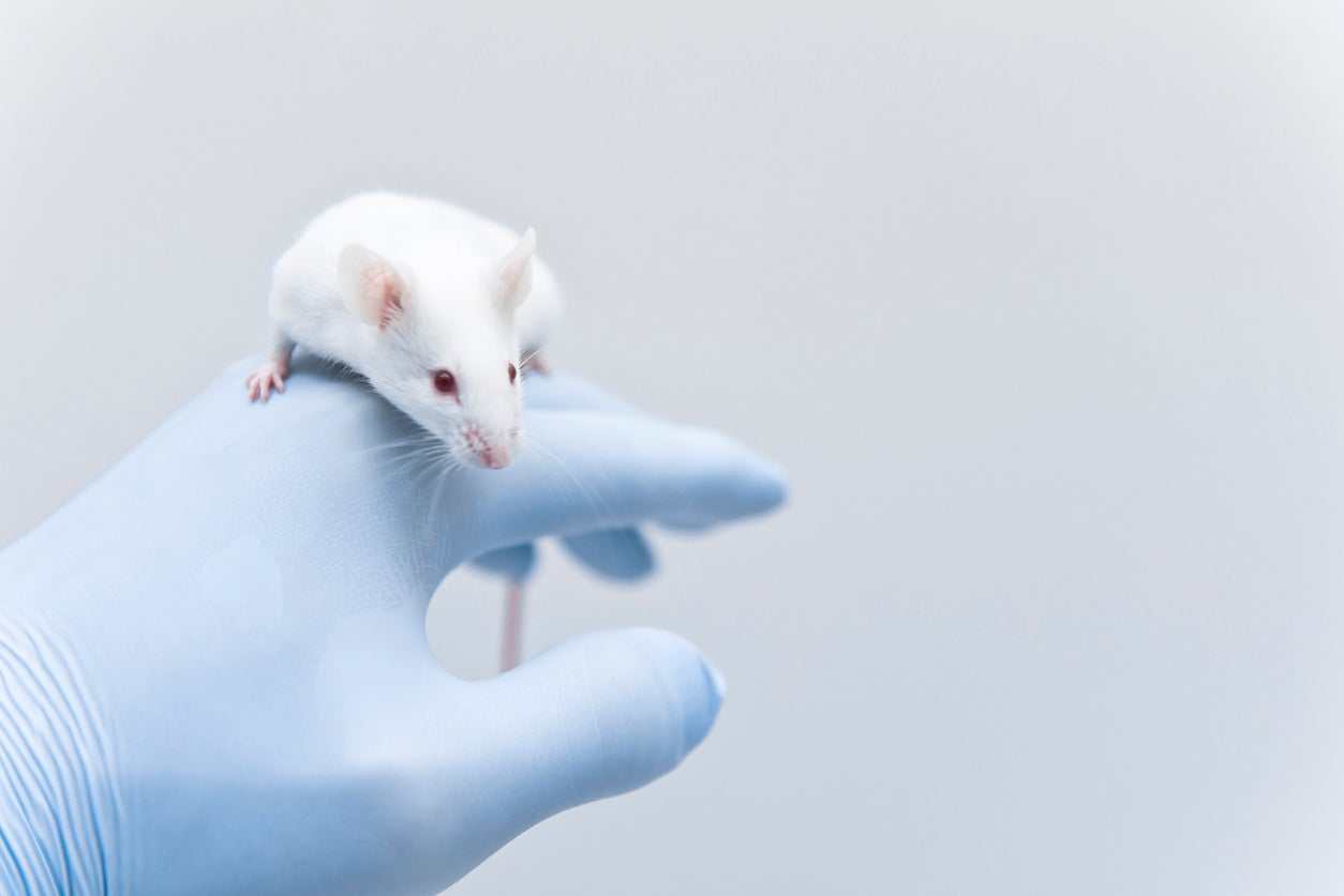 Mouse gene discovered that could decide if dads are doting or angry