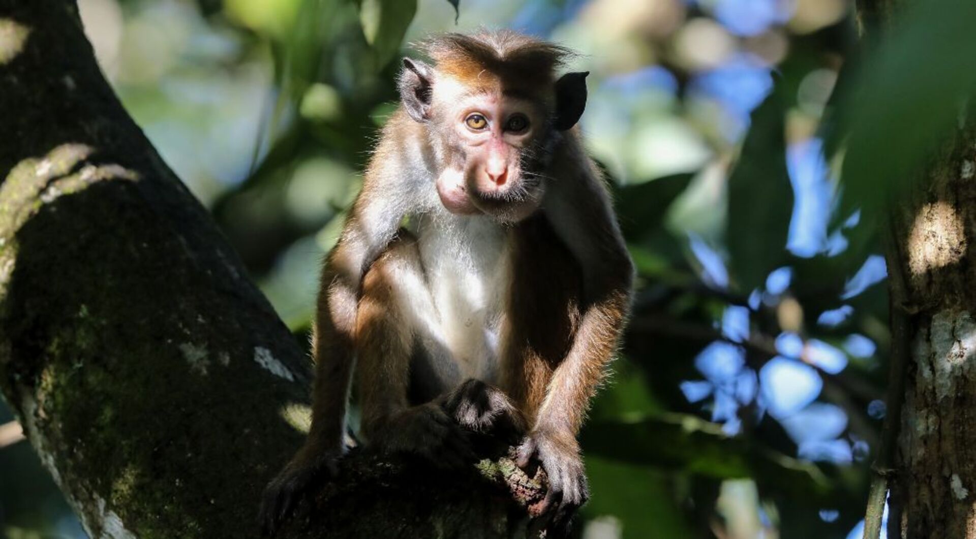 Sri Lanka launches animal census as farmers battle crop losses to damages from monkeys and peacocks