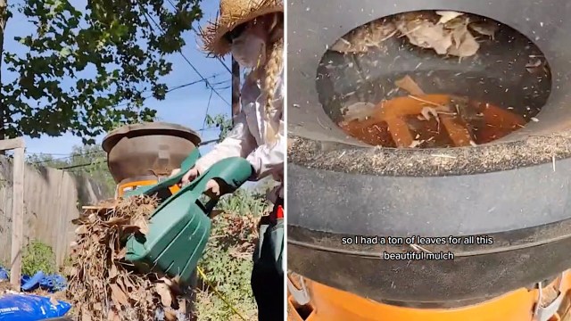 Gardener shares unbelievably easy method to turn a messy lawn into a ...