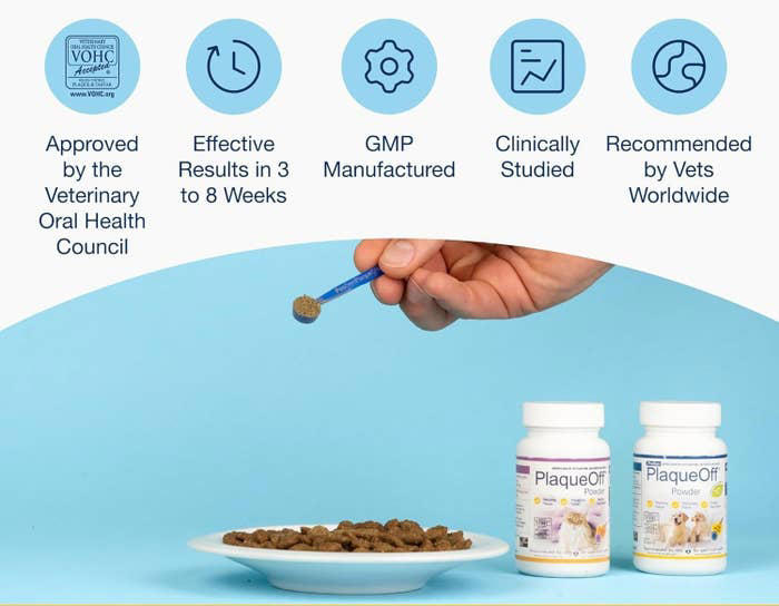 Brushing Your Pet’s Teeth Is Essential, But Hellish. This Vet-Approved ...