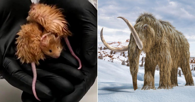 Researchers Trying to De-Extinct Mammoths Hit Big Milestone - First Ice ...