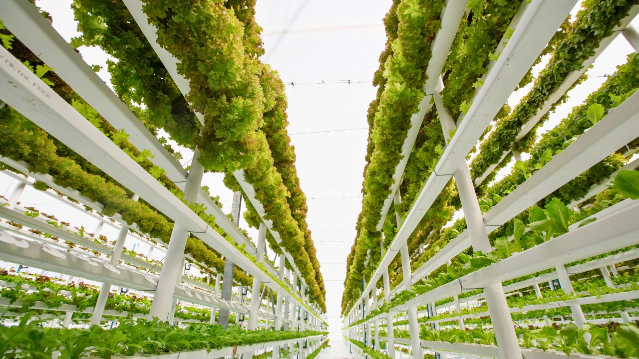 How Vertical Farming Is Revolutionizing Urban Food Production