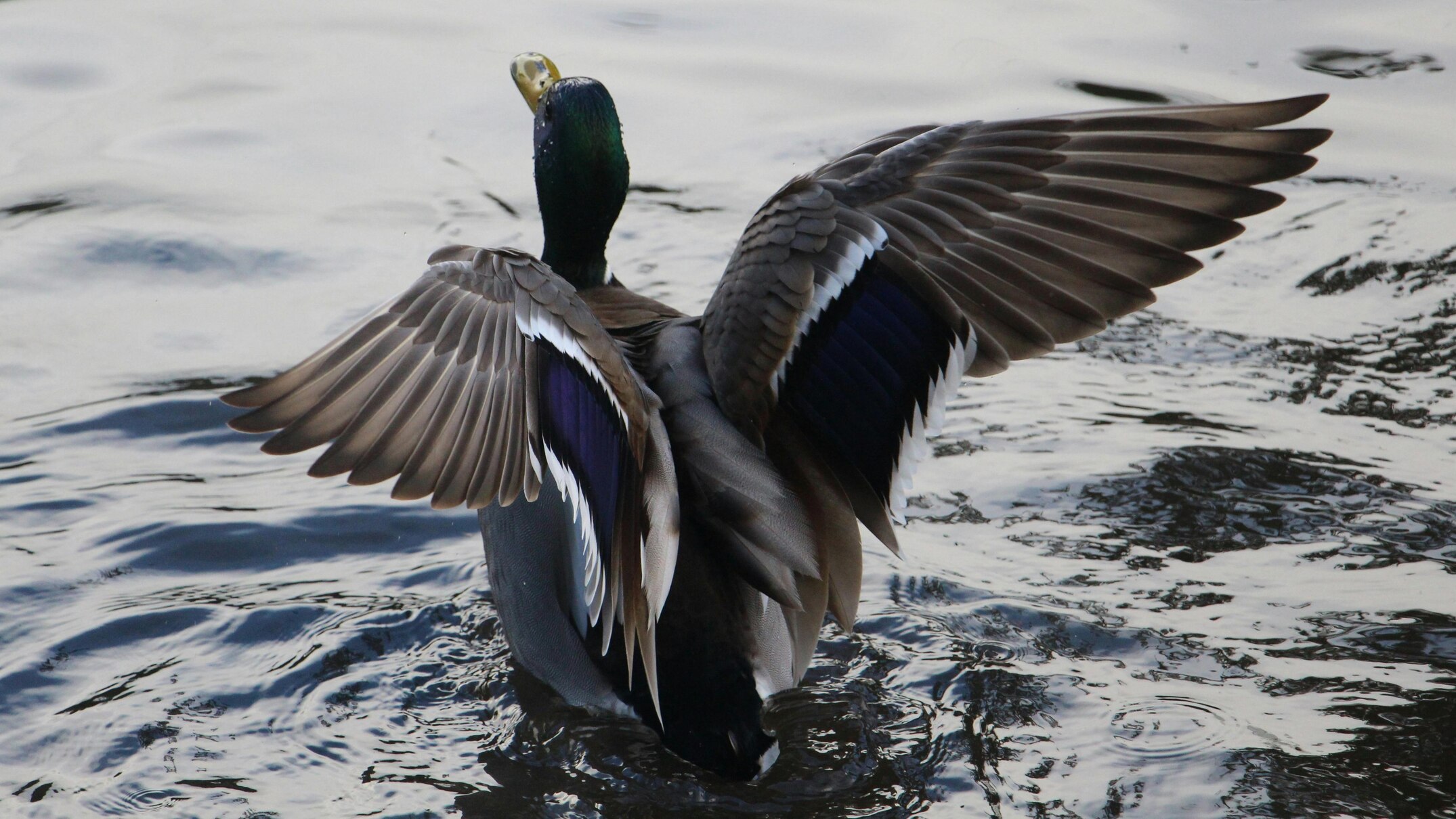 Duck hunting restricted in northern Victoria over bird flu concerns