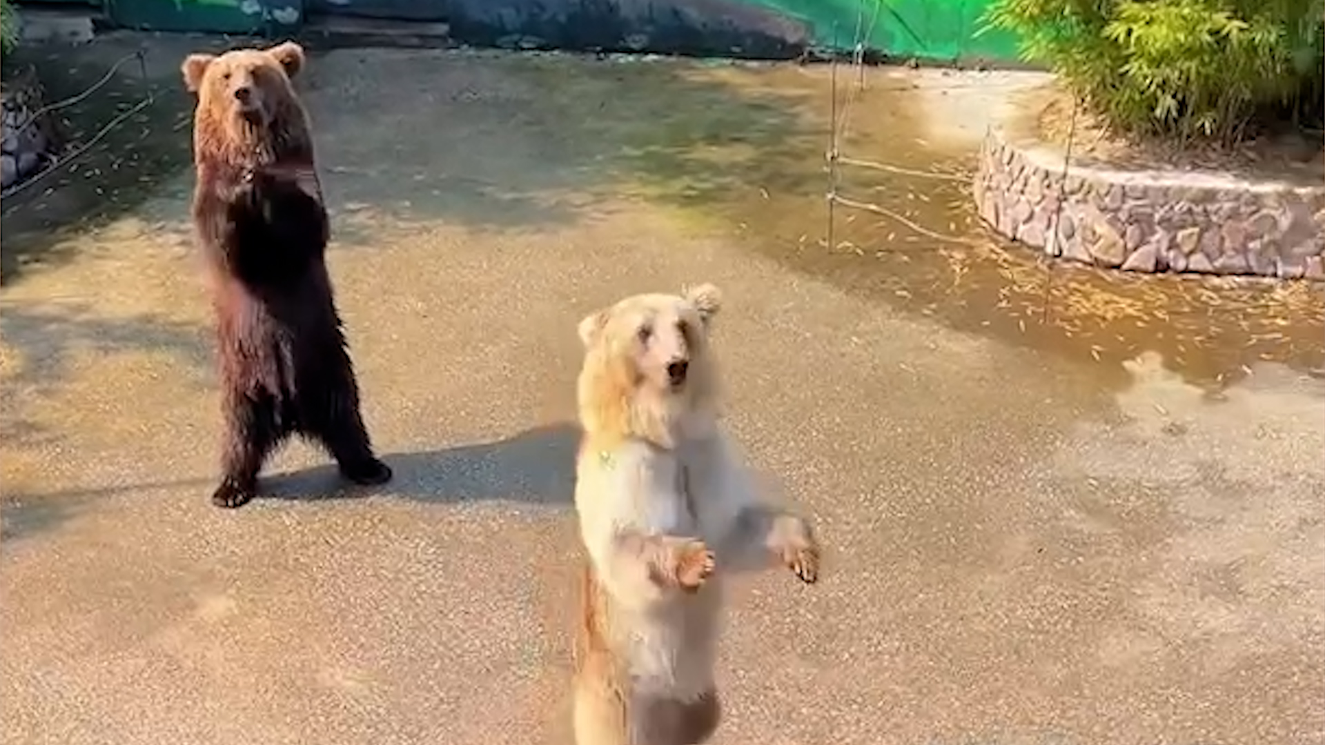 Clever bears put on unexpected show for visitors in exchange for food
