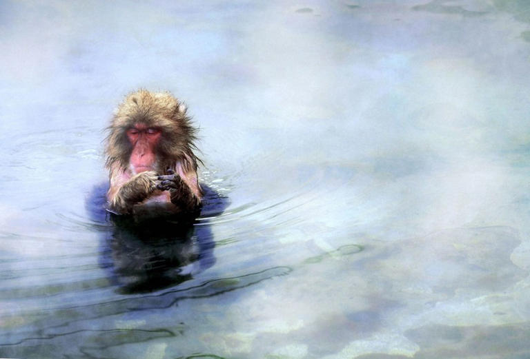 Hokkaido hot spring monkeys a winter hit with foreign visitors