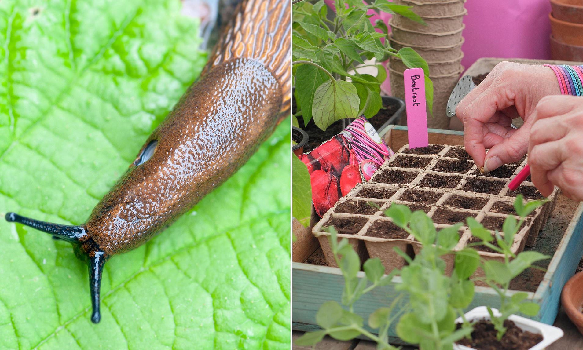 Gardens could be safer from slugs this year thanks to cold weather