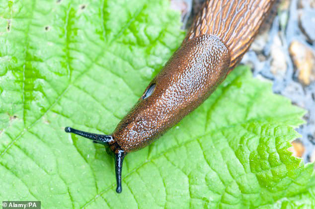 Gardens could be safer from slugs this year thanks to cold weather