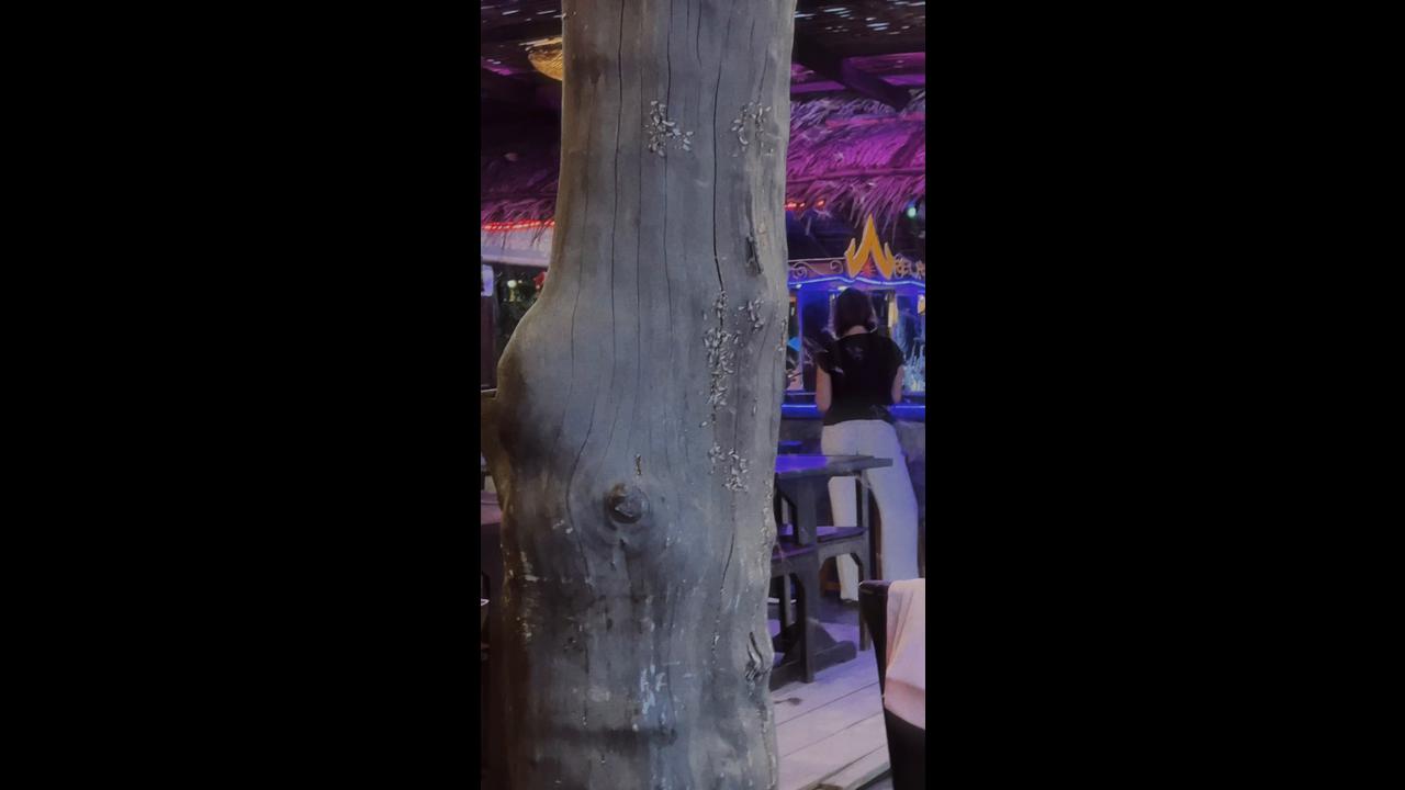 Swarm of Moths Emerge From Tree Trunk in Restaurant