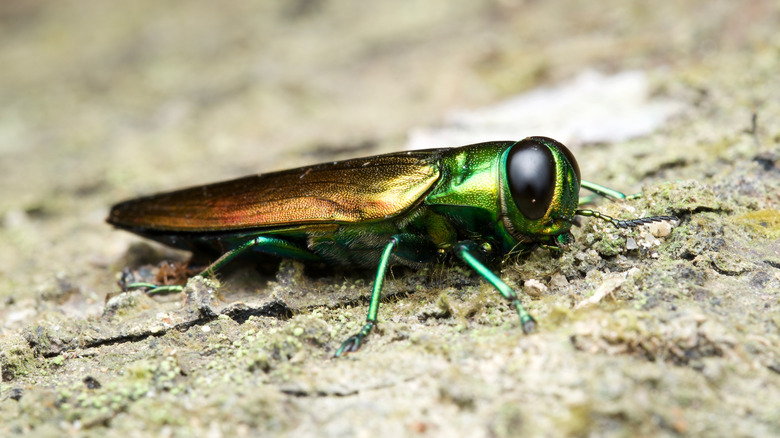 How To Spot Emerald Ash Borer Damage On Trees