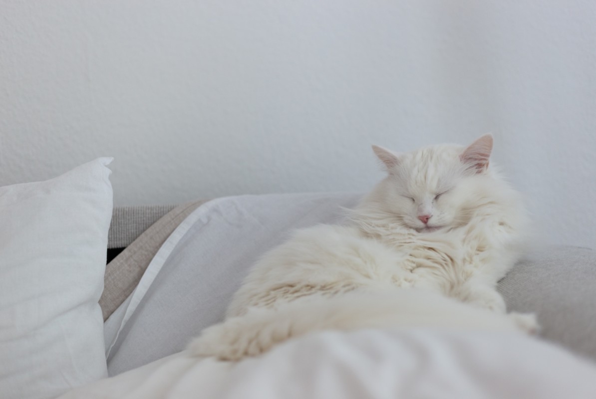 Beautiful Blind Cat Makes the Sweetest Clicking Sounds Instead of Meows ...