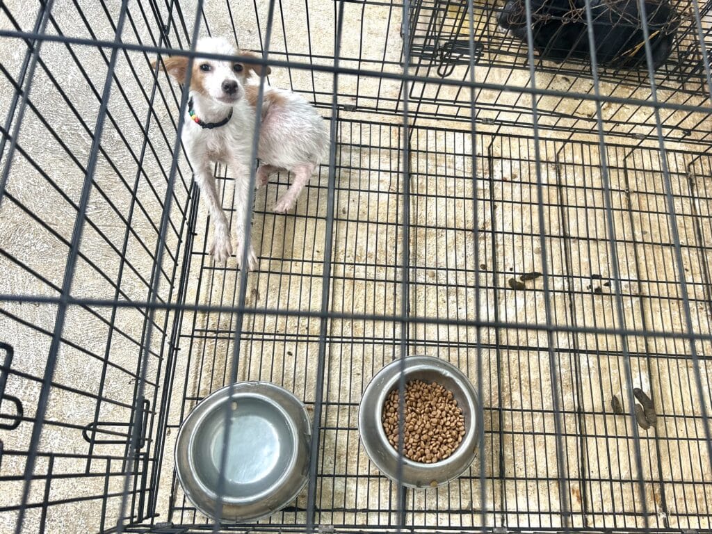 How DVMF revolutionized animal care in Cebu City