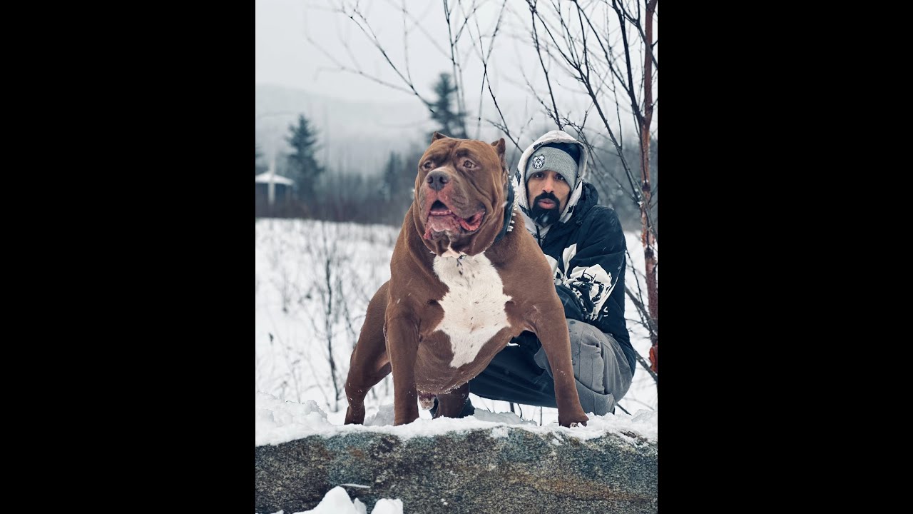 Behind The Scenes Of Dog Dynasty—Hulk Hits Martha’s Vineyard