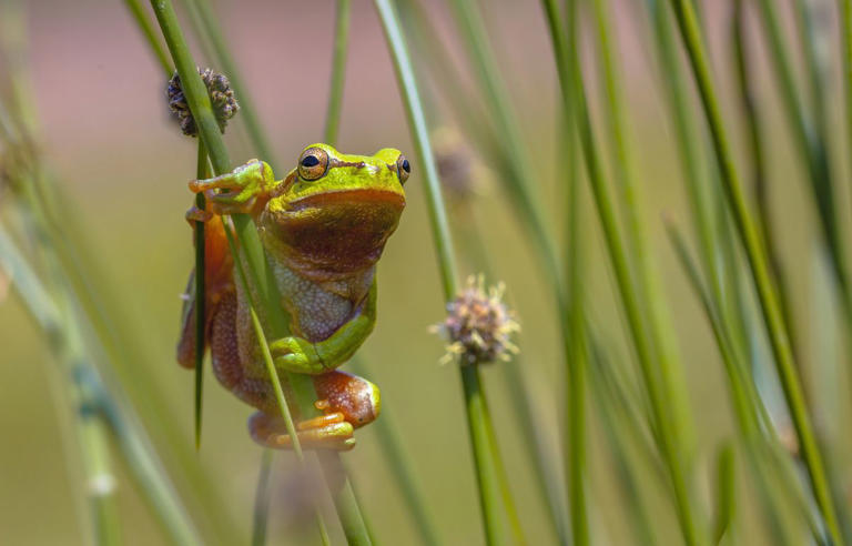 Tout savoir sur la rainette