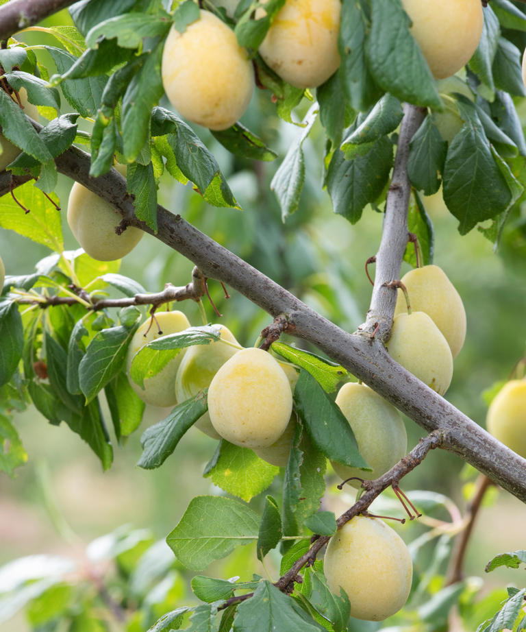 Best types of plum trees – 12 varieties to grow for a fruitful harvest