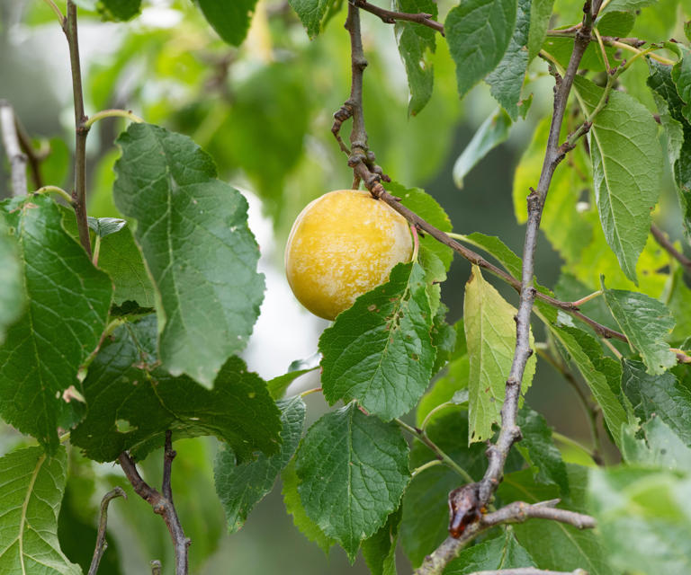 Best types of plum trees – 12 varieties to grow for a fruitful harvest