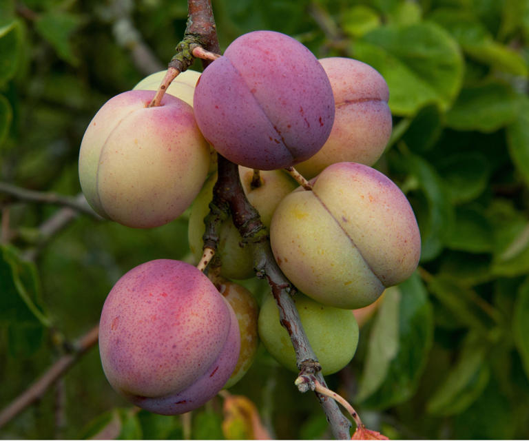 Best types of plum trees – 12 varieties to grow for a fruitful harvest