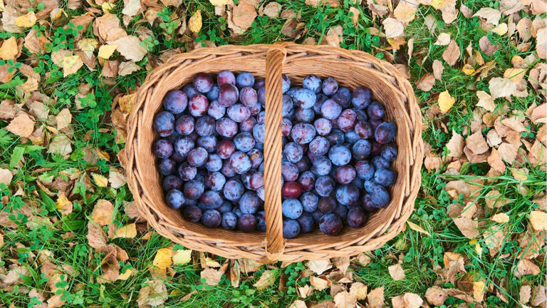 Best types of plum trees – 12 varieties to grow for a fruitful harvest