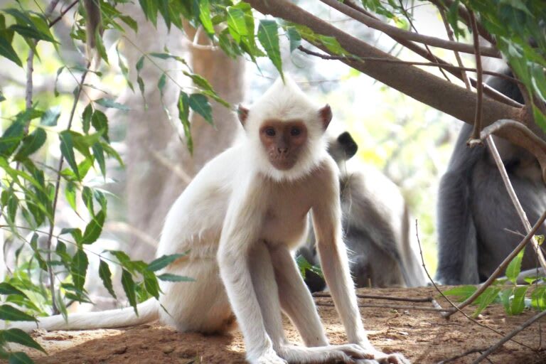 In a land where monkeys are seen as pests, Sri Lanka’s white langurs ...
