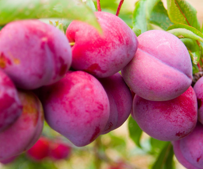 Best types of plum trees – 12 varieties to grow for a fruitful harvest