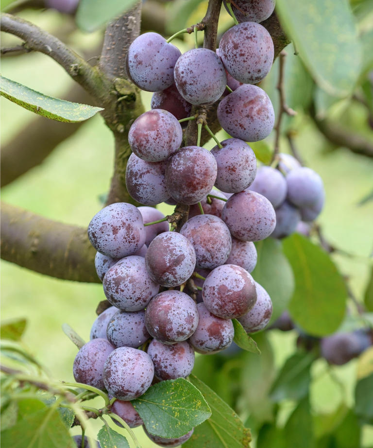 Best types of plum trees – 12 varieties to grow for a fruitful harvest