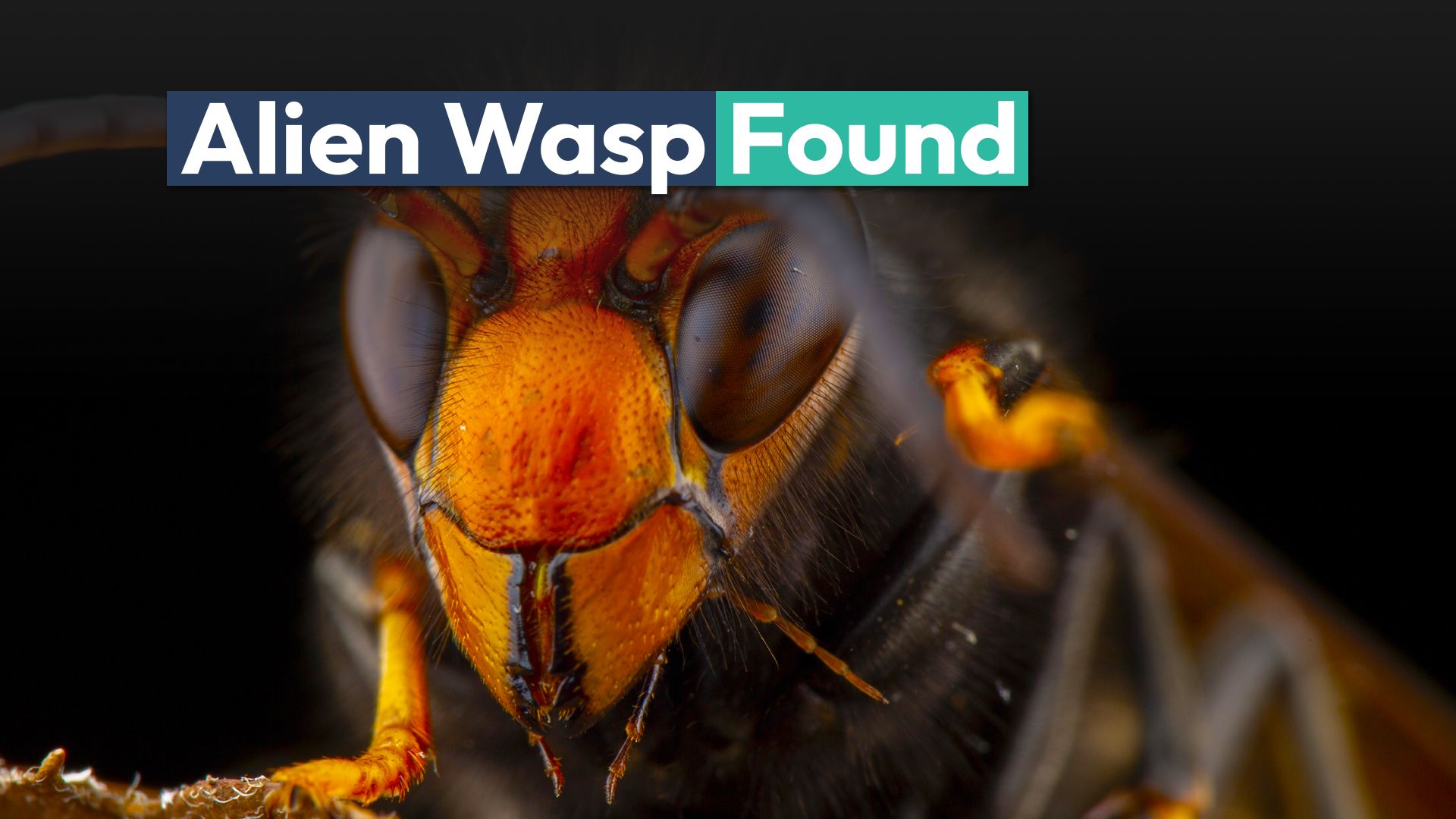 Parasitic "Alien" Wasp In This U.S. State Was Discovered By Accident In ...