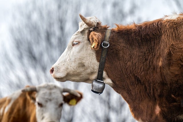 Vache Simmental : 6 choses à savoir sur ce bovin « multifonction