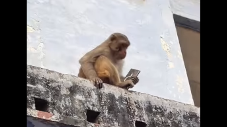 Vrindavan Monkey Steals Samsung S25 Ultra, Returns It For Mango Drink ...