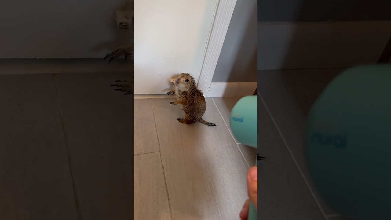 Drying Off Poppy the Prairie Dog After Her Bath