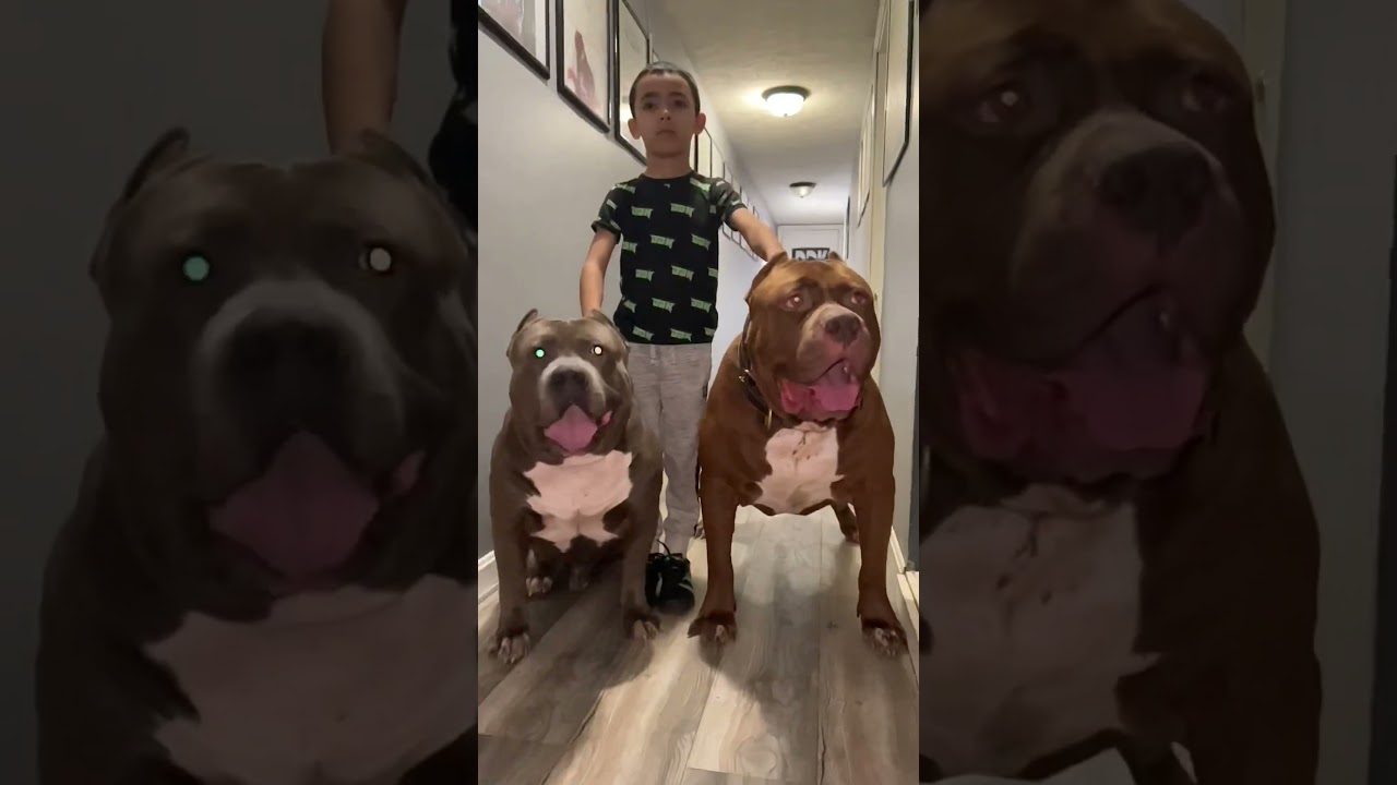 Kid handles some impressively large and intimidating dogs