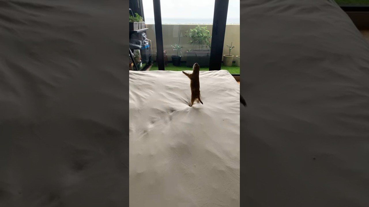 Sassy Poppy Talks Back to Mom