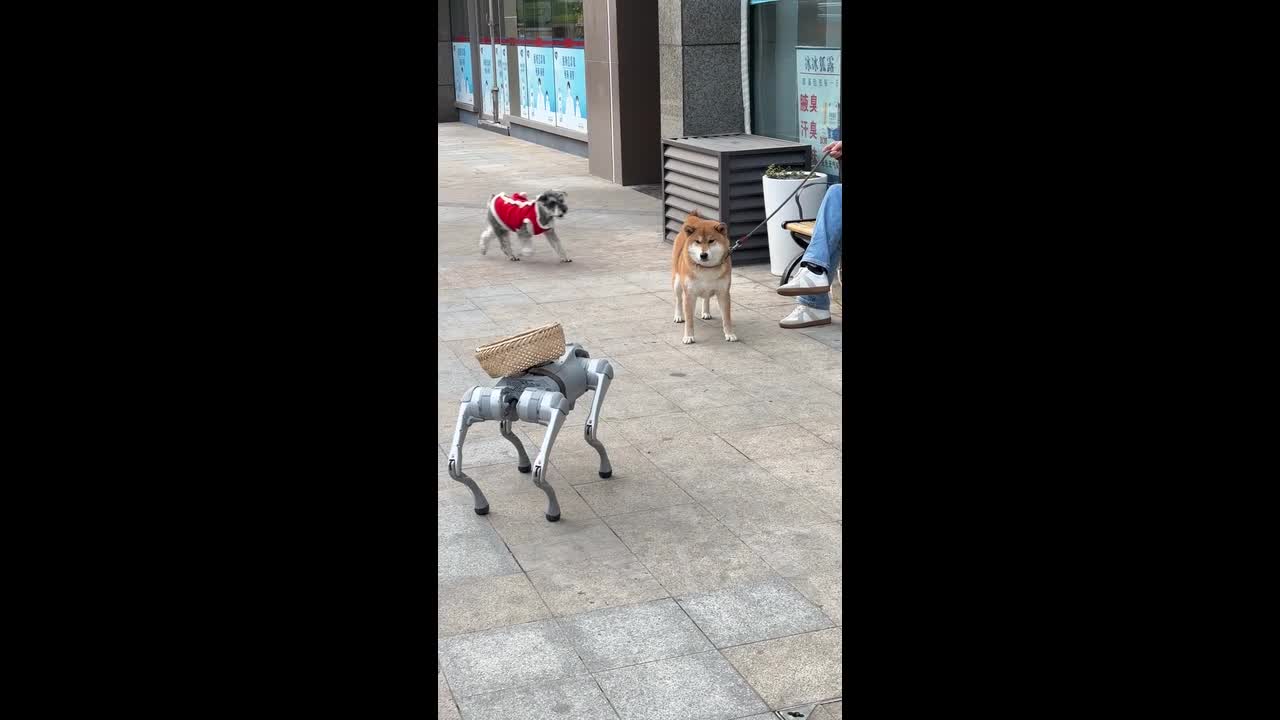 Robot encounters dog and quickly retreats