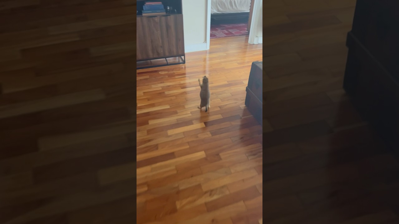 Poppy the Prairie Dog Has a Wahoo Moment