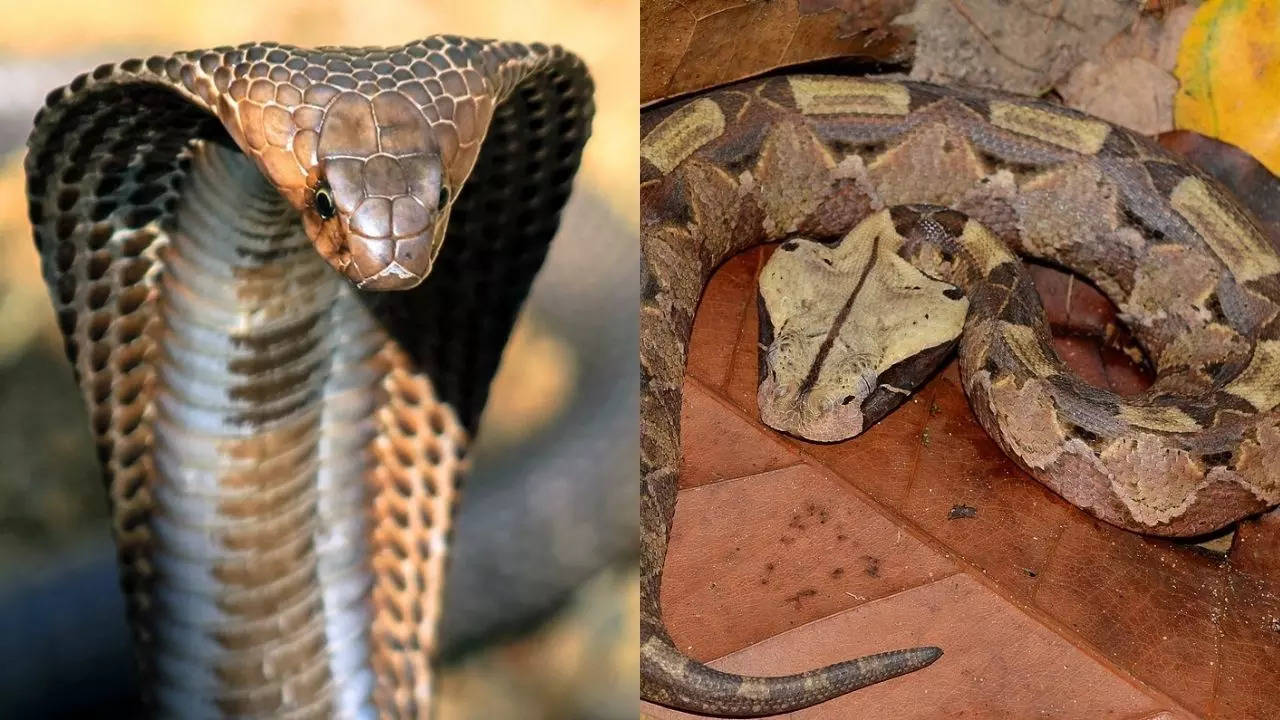 King cobra vs Gaboon viper: Know their key differences on the basis of ...
