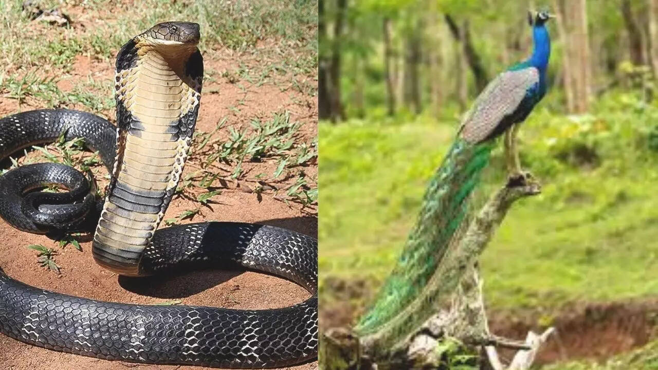 King cobra vs peacock: Which animal would win in a fight