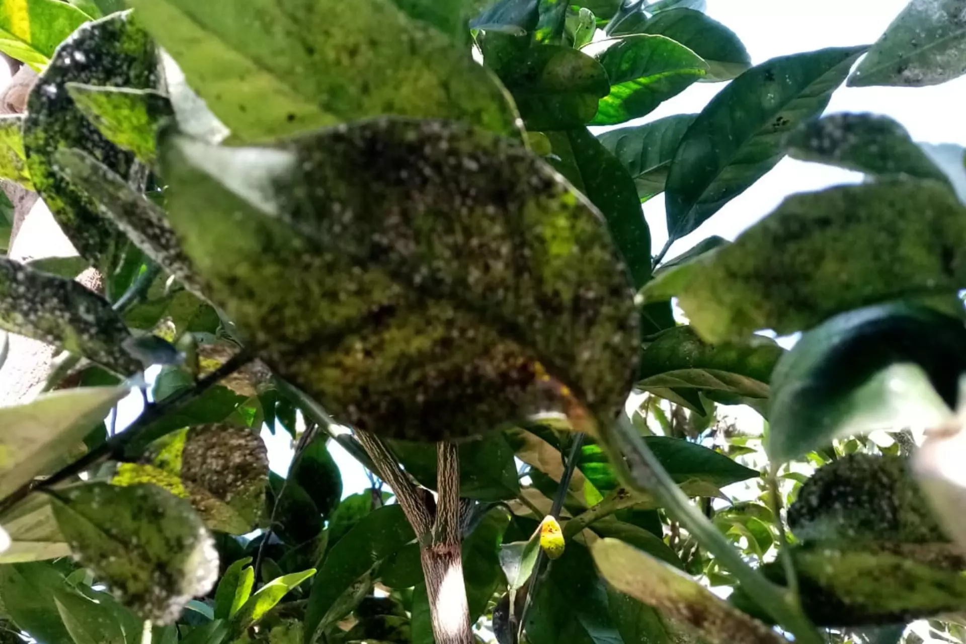 Perché le foglie degli agrumi diventano nere? Cause e rimedi