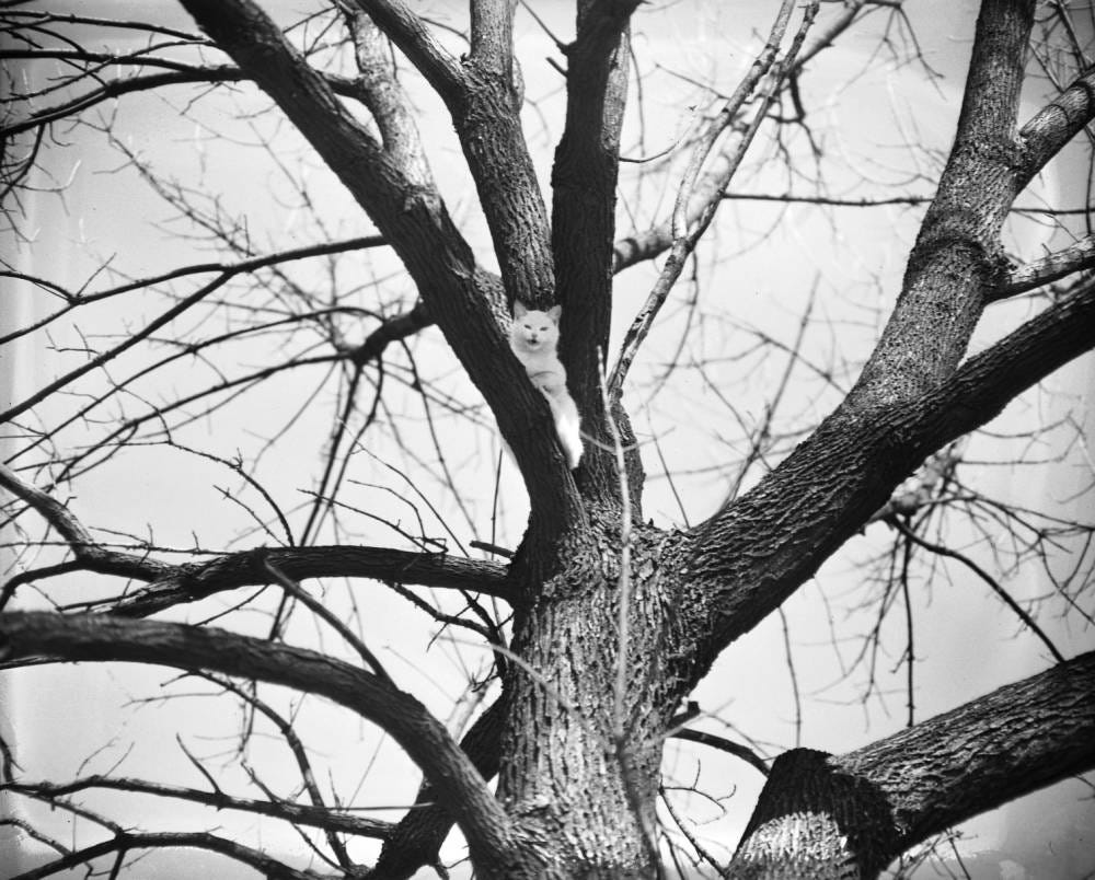 From the Darkroom: A cat's 1950 sit-in in a Springfield tree inspired ...