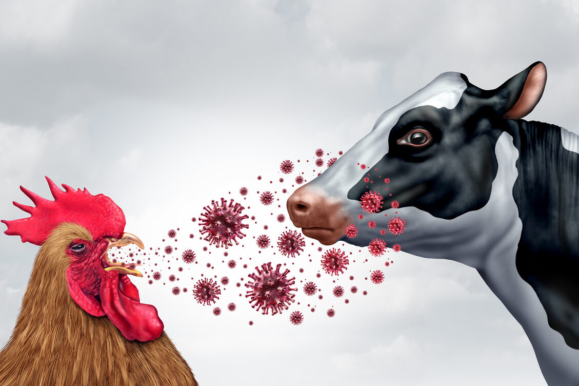 Beyond the Headlines: What Science Says About Bird Flu and How to ...