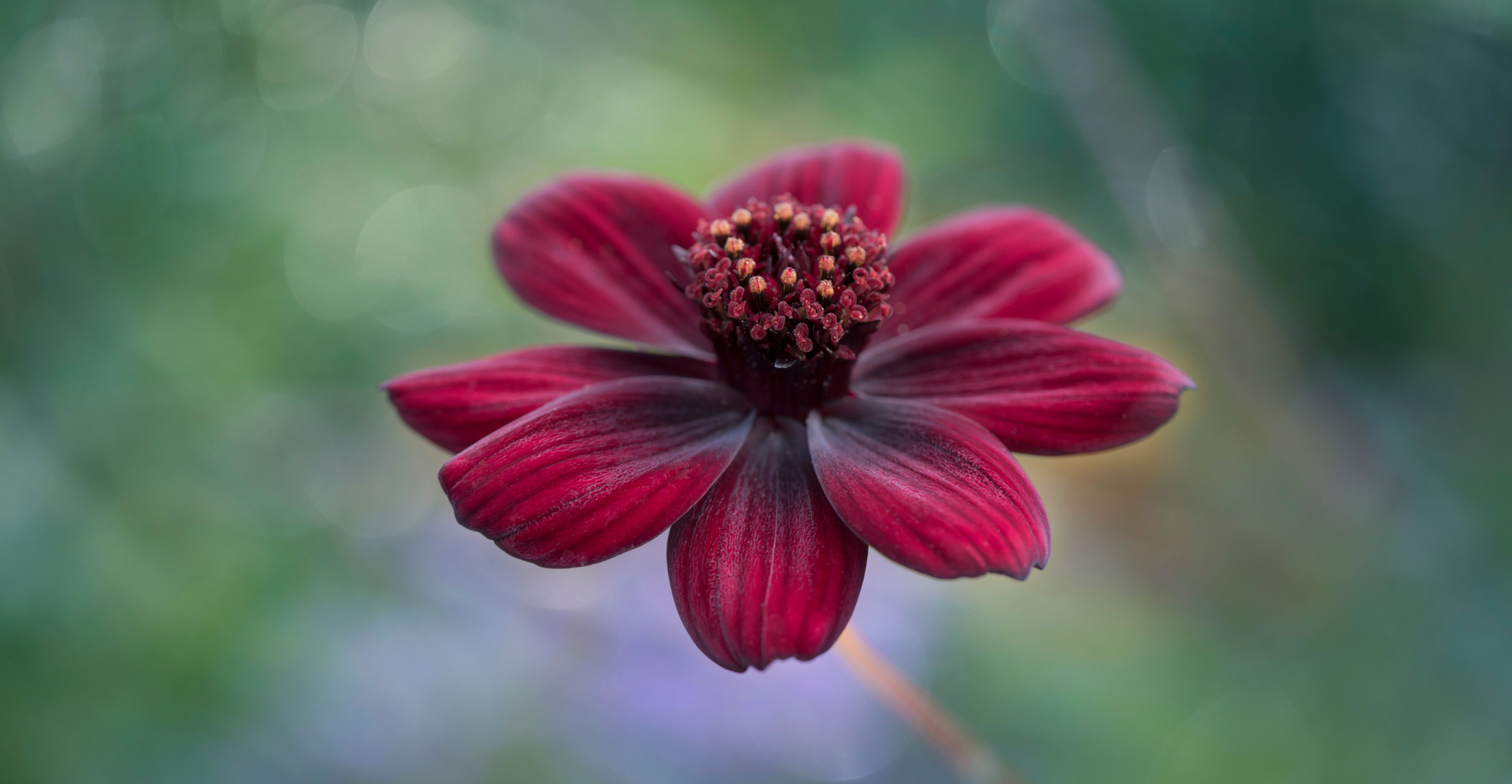 The rarest blooming flowers on Earth
