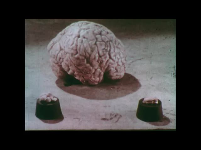 Evolution: Adaptation & Survival of Wild Animals