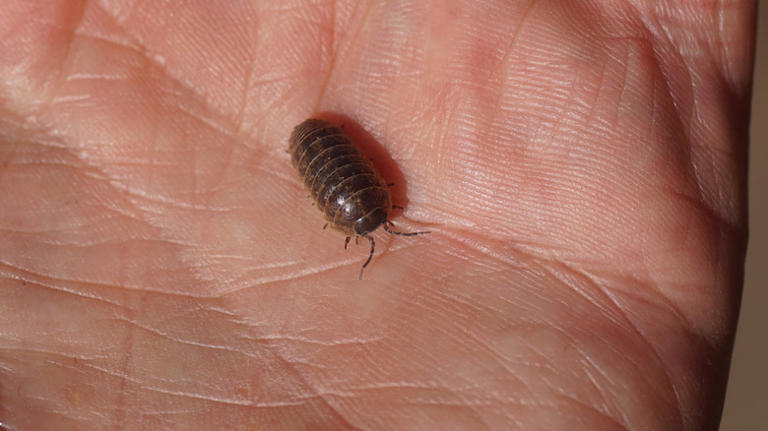 Why A Roly-Poly Infestation Could Mean A Bigger Problem For Your Home