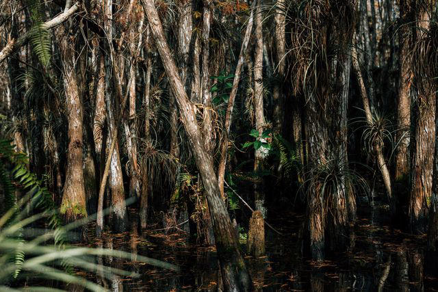 The Everglades Is One of America's Most Overlooked National Parks—Here ...