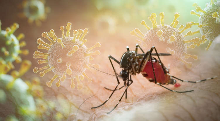 Parecido com a dengue? Como reconhecer os sintomas do vírus Chikungunya Parecido com a dengue? Como reconhecer os sintomas do vírus Chikungunya