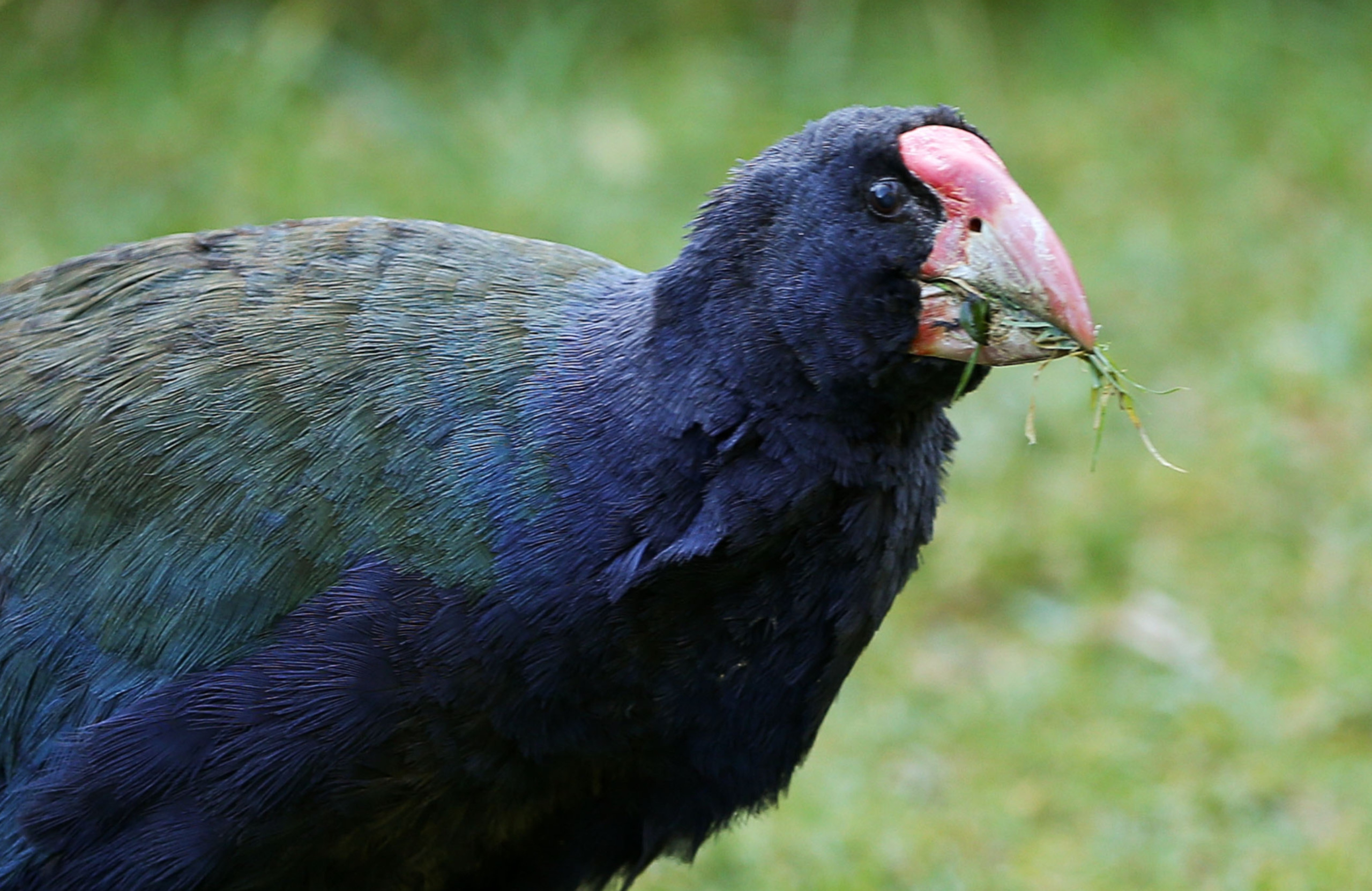 Lost animal species that returned from extinction